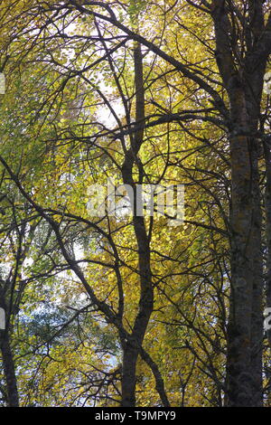 Stunning Autumn Silver Birch Woodland in Yellow Foliage against a Blue ...