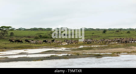 Mixed herds of wildebeest and zebra migrating north during the Great ...