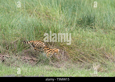 Serval cat pouncing on prey, Serengeti National Park, Tanzania Stock ...