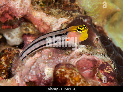 Clown Blenny Ecsenius axelrodi Stock Photo - Alamy