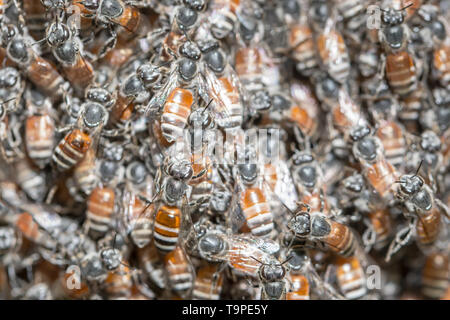 Take a closer look at the bee crowd Stock Photo - Alamy