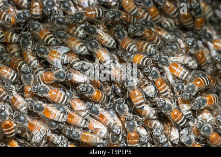 Take a closer look at the bee crowd Stock Photo - Alamy