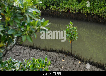 Mangrove plants growing in the mud flats of Trinity Bay, Cairns North ...