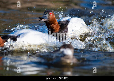 Drake Canvasbacks in the spring on a small wetland in Minnesota Stock ...
