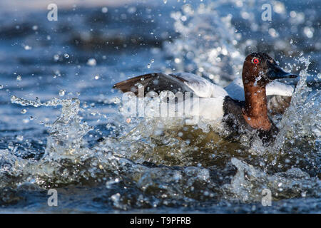Drake Canvasbacks in the spring on a small wetland in Minnesota Stock ...