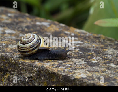 Smaller Banded Snail Stock Photo - Alamy