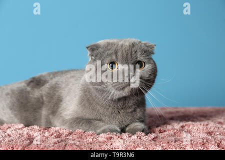Cute cat on plaid near color wall Stock Photo - Alamy