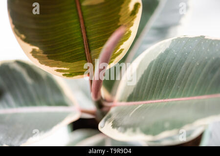 Closeup leaf of Ficus plants. Stylish green plant in ceramic pots on ...
