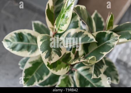 Closeup leaf of Ficus plants. Stylish green plant in ceramic pots on ...