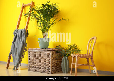 Green tropical plant with furniture near color wall Stock Photo - Alamy
