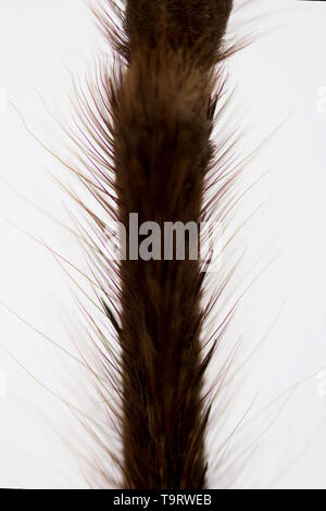 Spider tarantula Phormictopus auratus closeup. Photo dangerous spiders ...