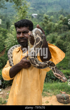 Indian python (Python molurus) Sri Lanka Stock Photo - Alamy