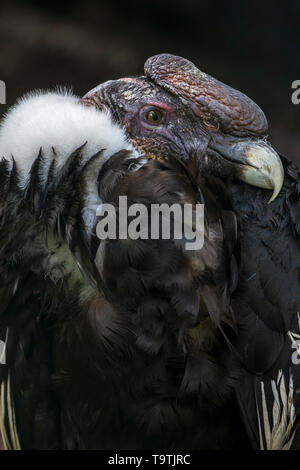 Andean Condors (Vultur gryphus). Native to western South America. This ...