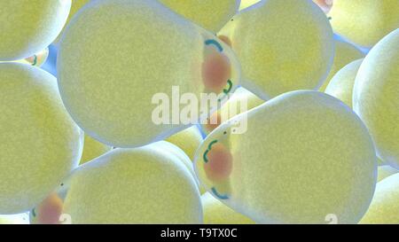 Fat Cells from adipose tissue. adipocytes. inside human organism ...