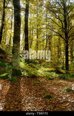 Arce Valley forest. Autumn, Navarre, Spain Stock Photo - Alamy