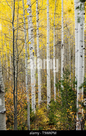 Families of quaking aspens with vibrant yellow leaves in Alpine Loop ...