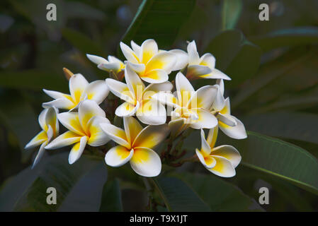 Cluster of white frangipani flowers with yellow centres - Plumeria ...