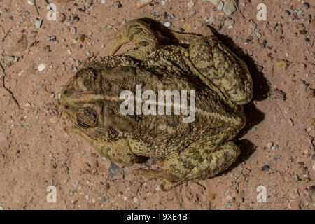 Rocky Mountain Toad (Anaxyrus w. woodhousii) from Morgan County ...