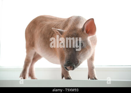 Cute little pig on window sill Stock Photo - Alamy