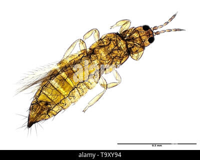 Thrips insect close-up Stock Photo: 84931580 - Alamy