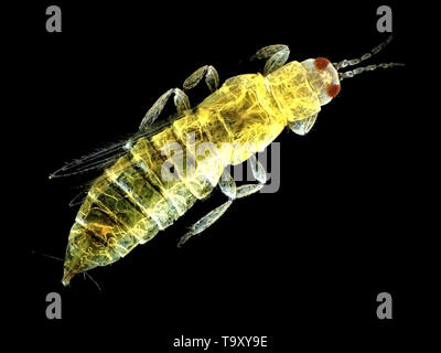 Thrips insect close-up Stock Photo: 84931580 - Alamy