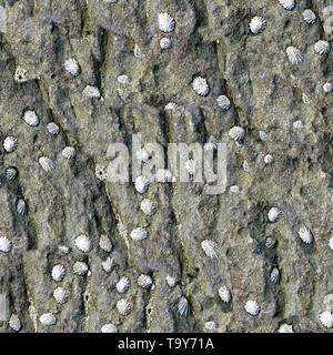Seashells Seamless Texture Tile Stock Photo - Alamy
