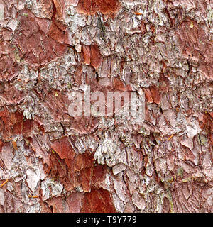 Tree Bark Seamless Texture Tile Stock Photo - Alamy