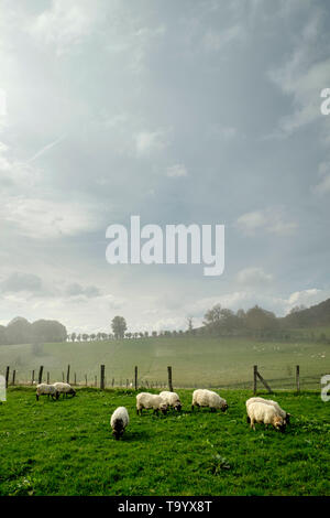 Latxa bred Sheep in navarre. Spain Stock Photo - Alamy