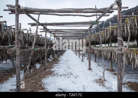 Two rows of wooden struture in a fish drying facility in korea Stock ...