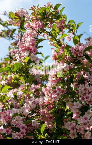 Japanese Cherry tree flowering profusely in East Grinstead Stock Photo ...
