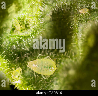 Currant blister aphids, Cryptomyzus ribis, feeding on the underside of ...