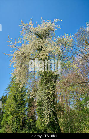 old tree overgrown with white spring blossoms Stock Photo - Alamy