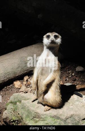 Hangzhou, CHINA-Meerkats enjoy sunshine at Hangzhou Zoo in Hangzhou ...