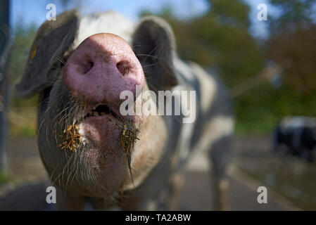 Happy pig at a farm rolling around in the mud on a beautiful day in ...