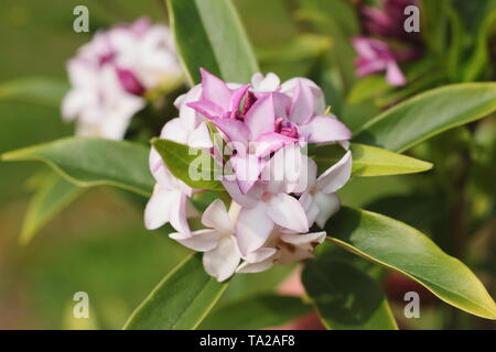 Daphne bholua 'Spring Beauty'. Fragrant blossoms of Nepalese paper ...