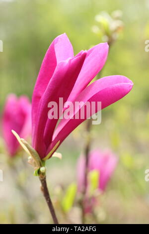 Magnolia 'Ricki' Deep pink, fragrant blossoms of Magnolia 'Ricki' Stock ...