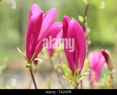 Magnolia 'Ricki' Deep pink, fragrant blossoms of Magnolia 'Ricki' Stock ...
