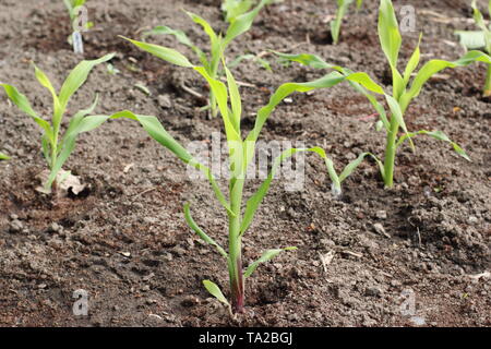 Maize. Young sweetcorn 'Incredible' F1 plants growing in a grid ...