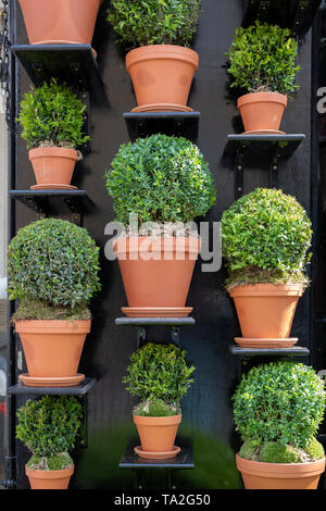 Box hedge plants clipped into round ball bush shapes in topiary garden ...