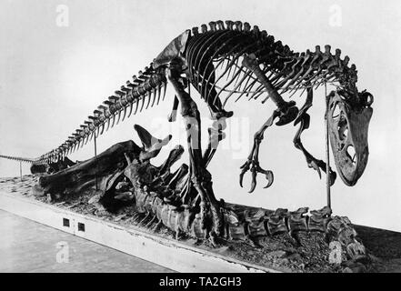 Allosaurus Skeleton Museum Of Science History Jacksonville Florida USA ...