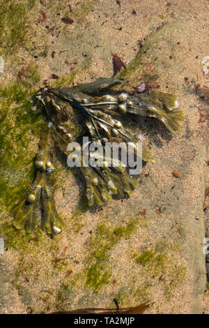 Bladderwrack or Bladder Wrack is the most common algae or seaweed on ...