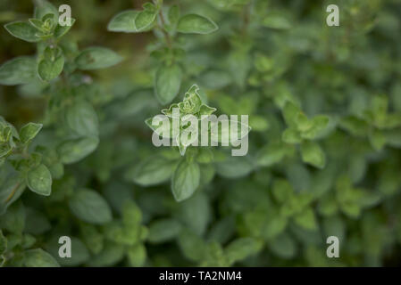 Origanum majorana fresh leaves Stock Photo - Alamy