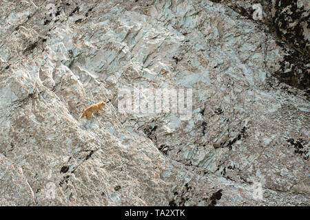 Rock climbing cat walks on a steep slope Stock Photo - Alamy