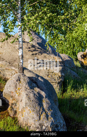 trunk of a tree growing inside a stone wall, Kinvara, Co. Galway ...