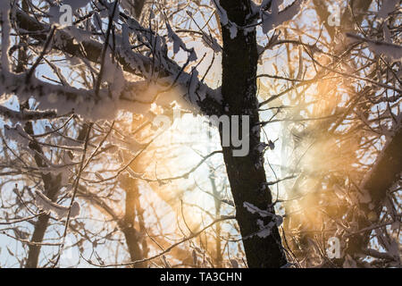 Sun flaring thru snow covered branches background Stock Photo - Alamy