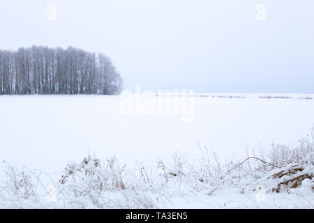 Winter snowy forest wall deadpan style white background Stock Photo - Alamy