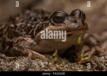 A marbled four eyed frog (Pleurodema marmoratum) from the high Andes of ...