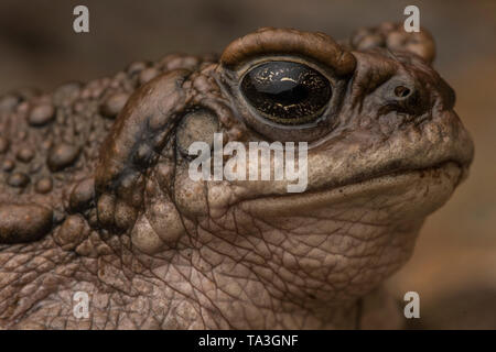 The warty toad (Rhinella spinulosa) from the high Andes mountains of ...