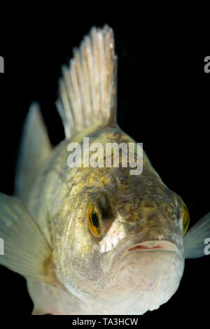 A perch, Perca fluviatilis, showing head and facial features ...