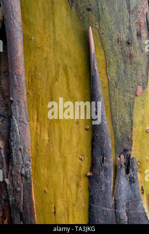 The layers of a peeling bark of eucalyptus tree Stock Photo - Alamy